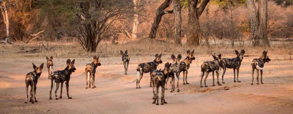 Serengeti National Park | Wildebeest Migration | Serengeti Safari