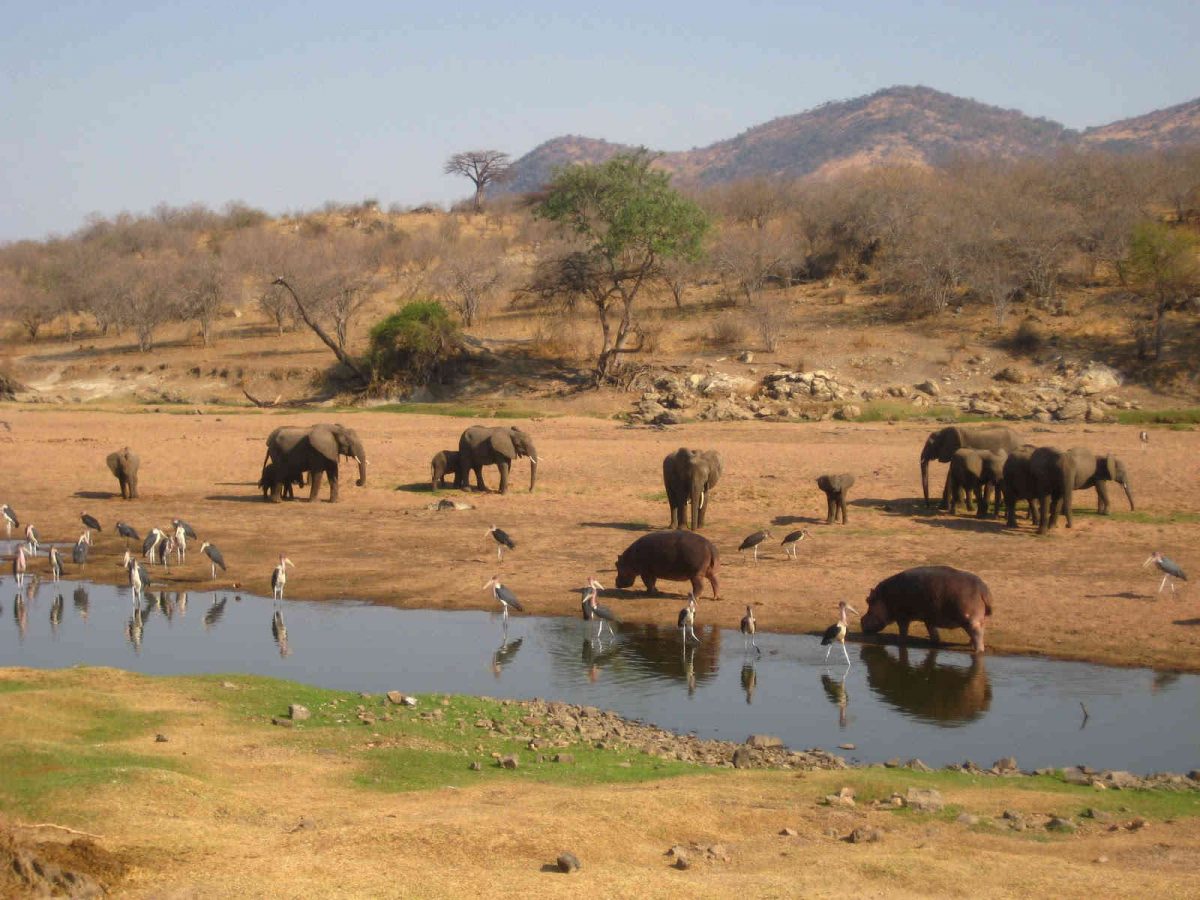 Ruaha National Park - Second largest national park in East Africa.